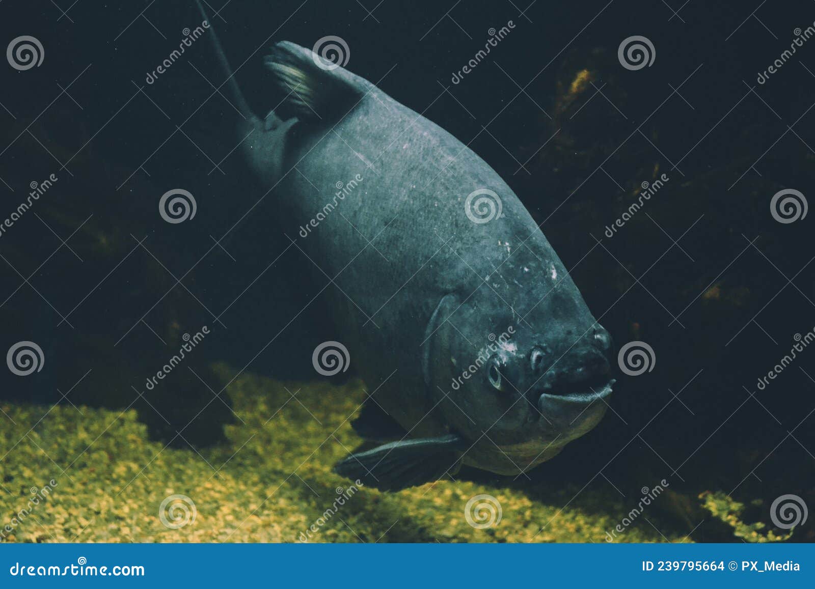 Grey Piranha - Serrasalmidae Fish Swimming Stock Photo - Image of ...
