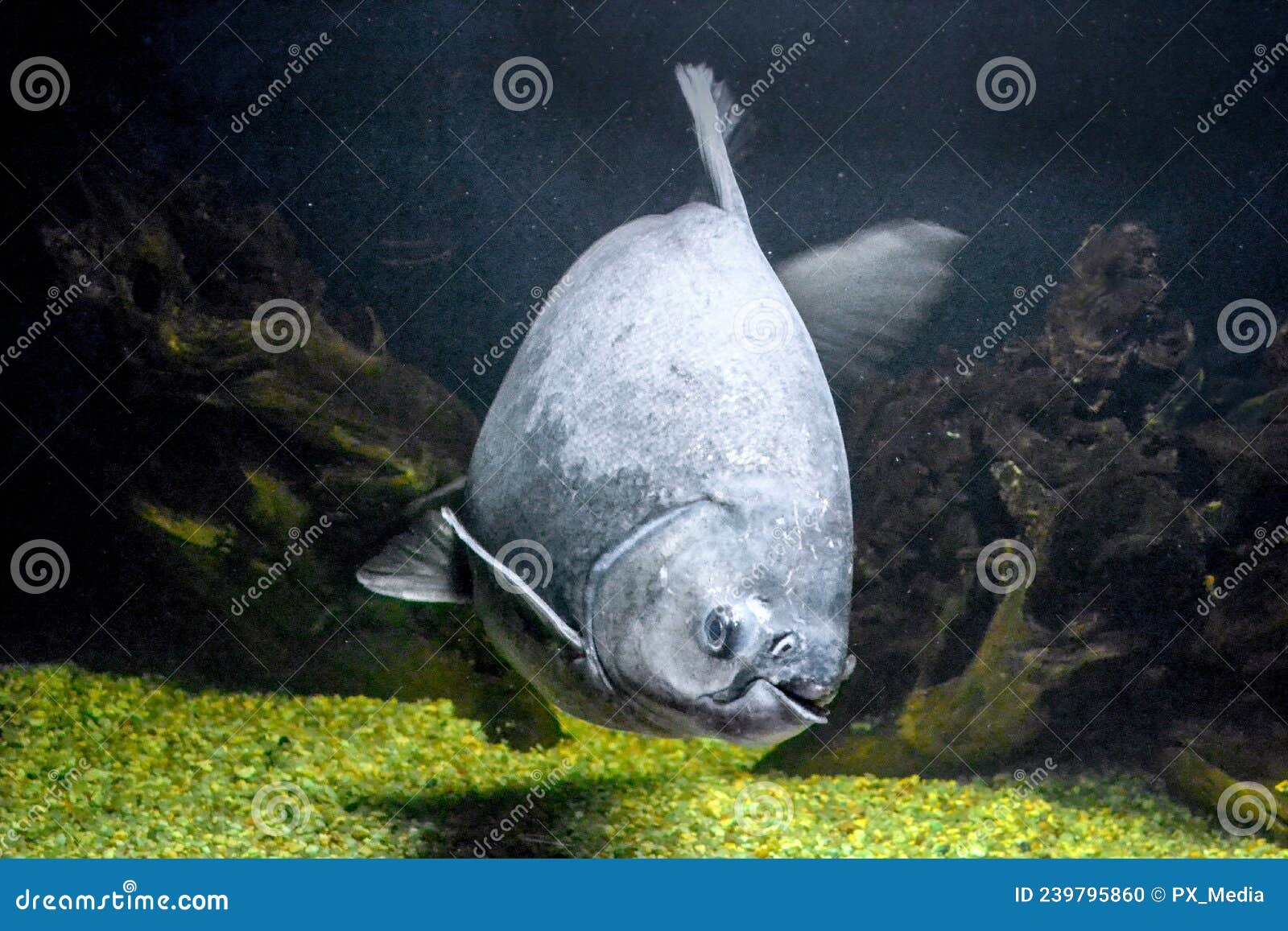 Grey Piranha - Serrasalmidae Fish Swimming Stock Photo - Image of ...