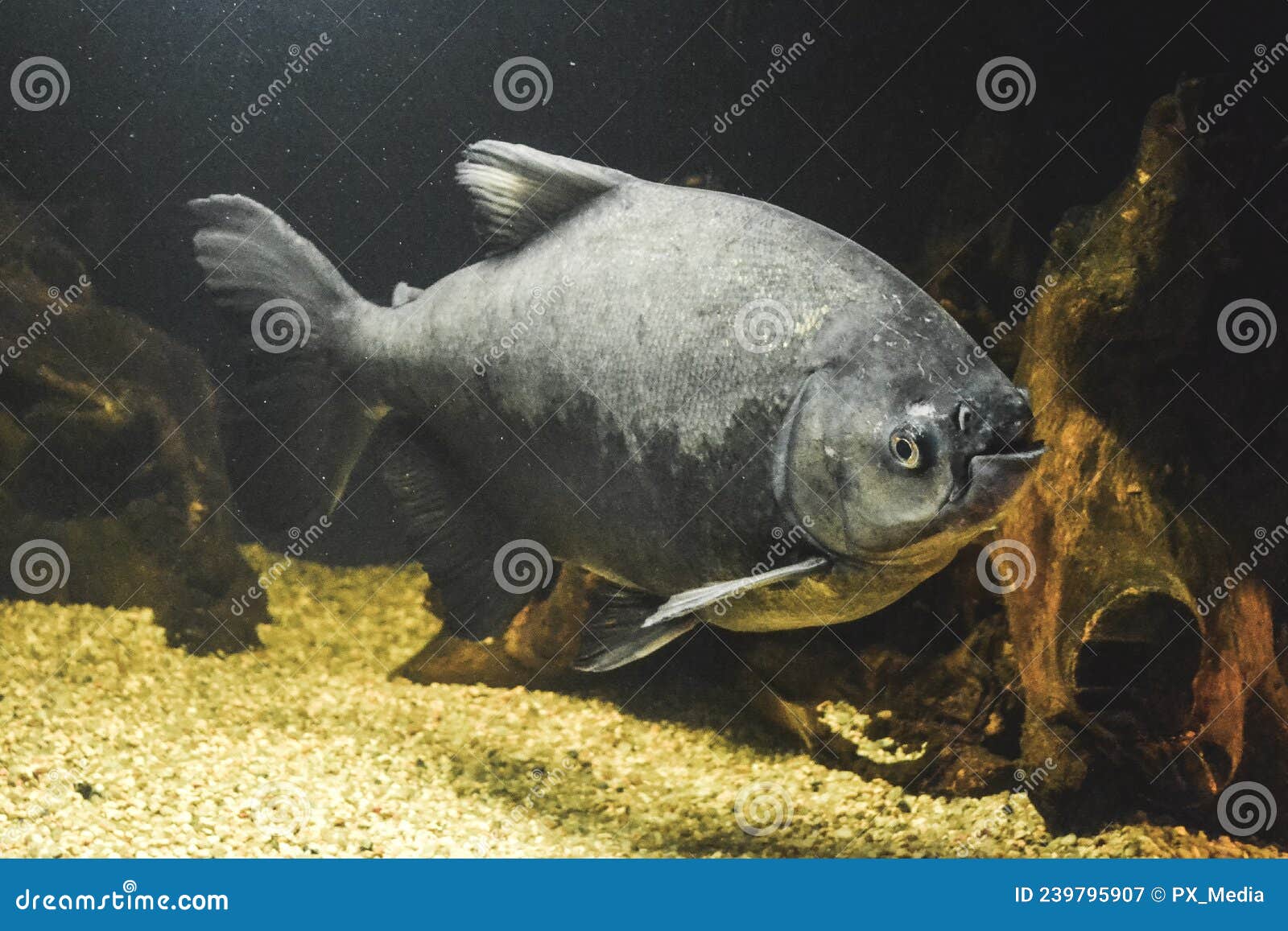 Grey Piranha - Serrasalmidae Fish Swimming Stock Image - Image of ...