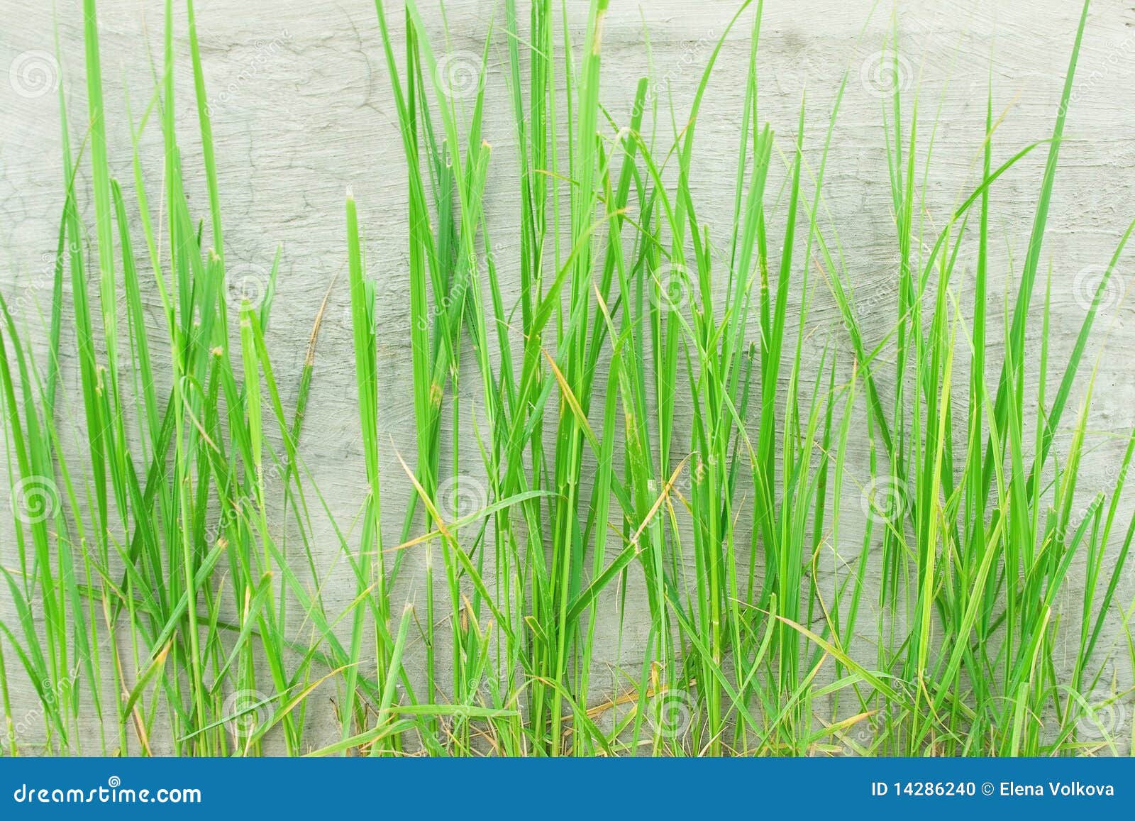 Grey Plastered Wall with a Grass on Foreground Stock Photo - Image of ...