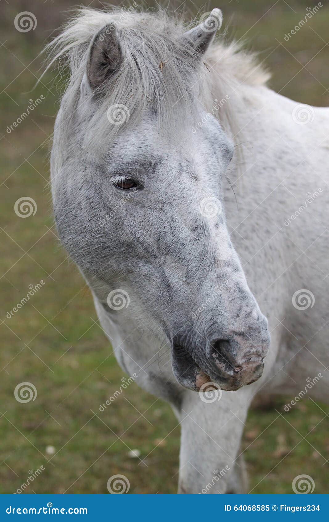 Grey Pony image stock. Image du zone, équestre, mammifère - 64068585