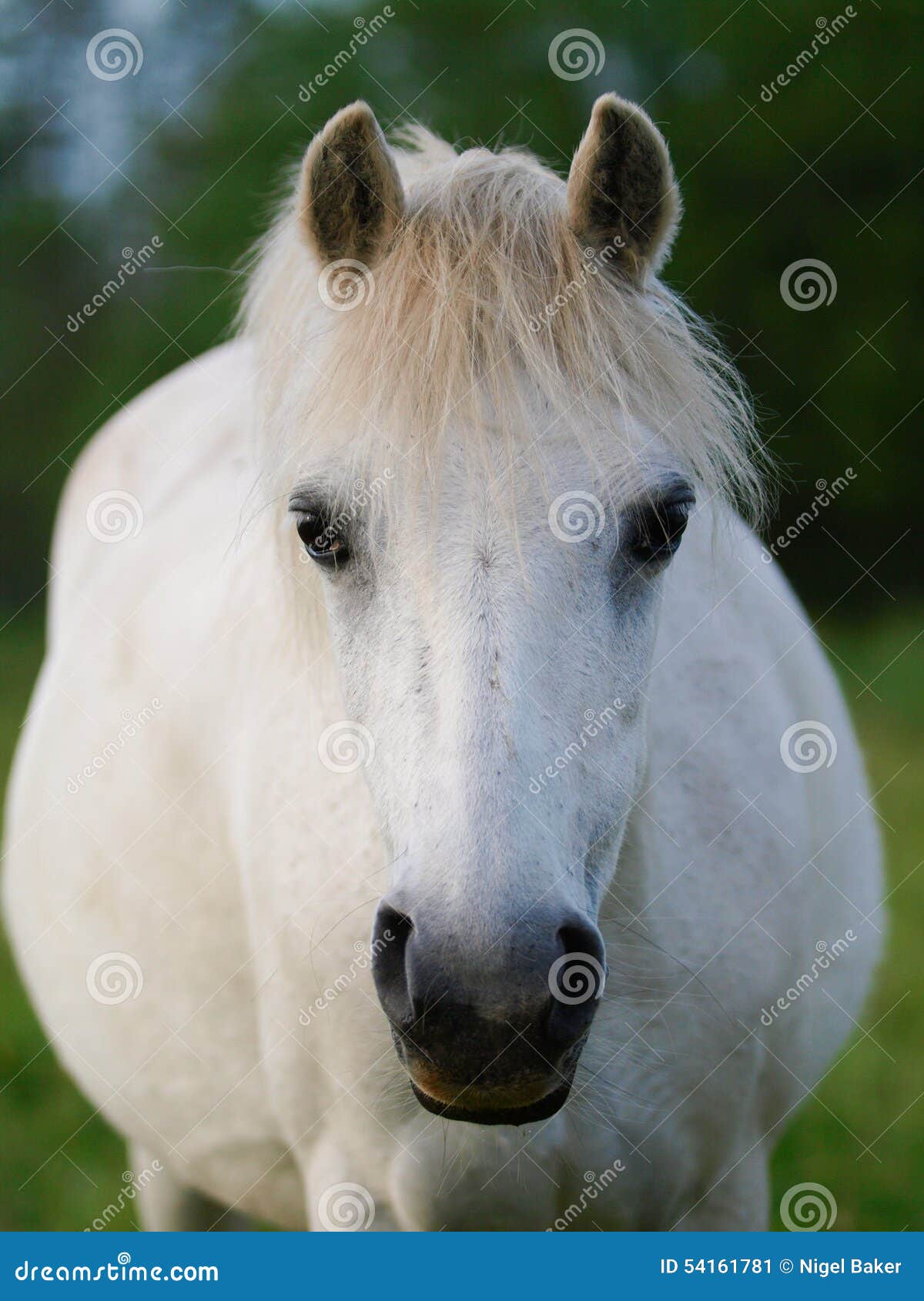 Overweight Pony Stock Photos - Free & Royalty-Free Stock Photos from ...