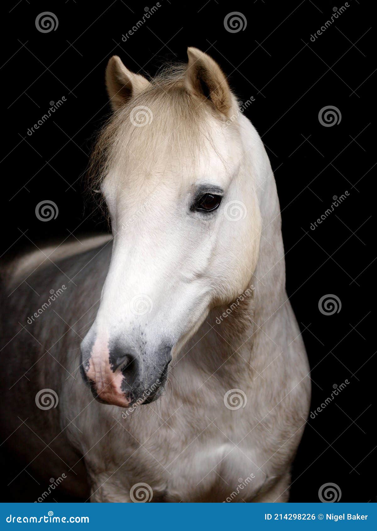 Grey Pony Headshot stock photo. Image of dapple, muzzle - 214298226