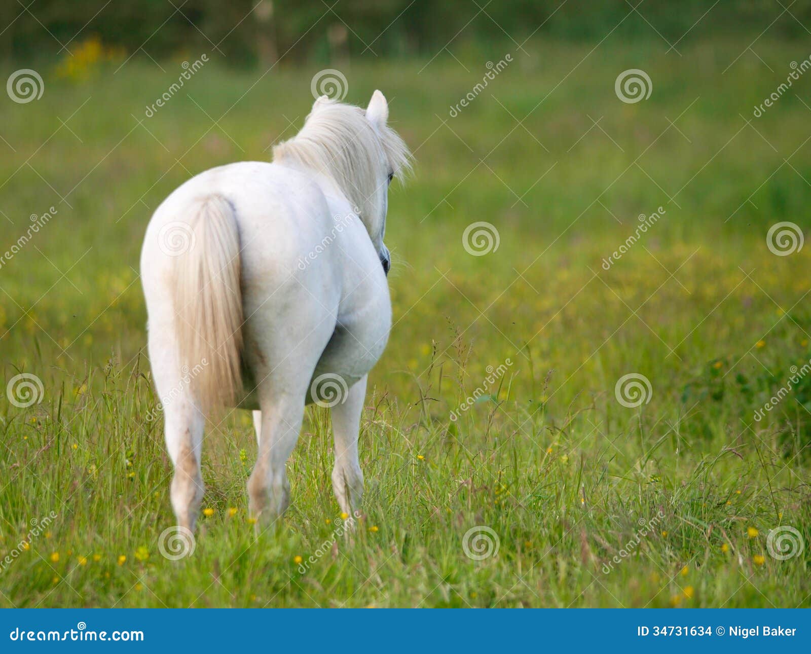 Grey Pony in Paddock stock photo. Image of paddock, liberty - 34731634