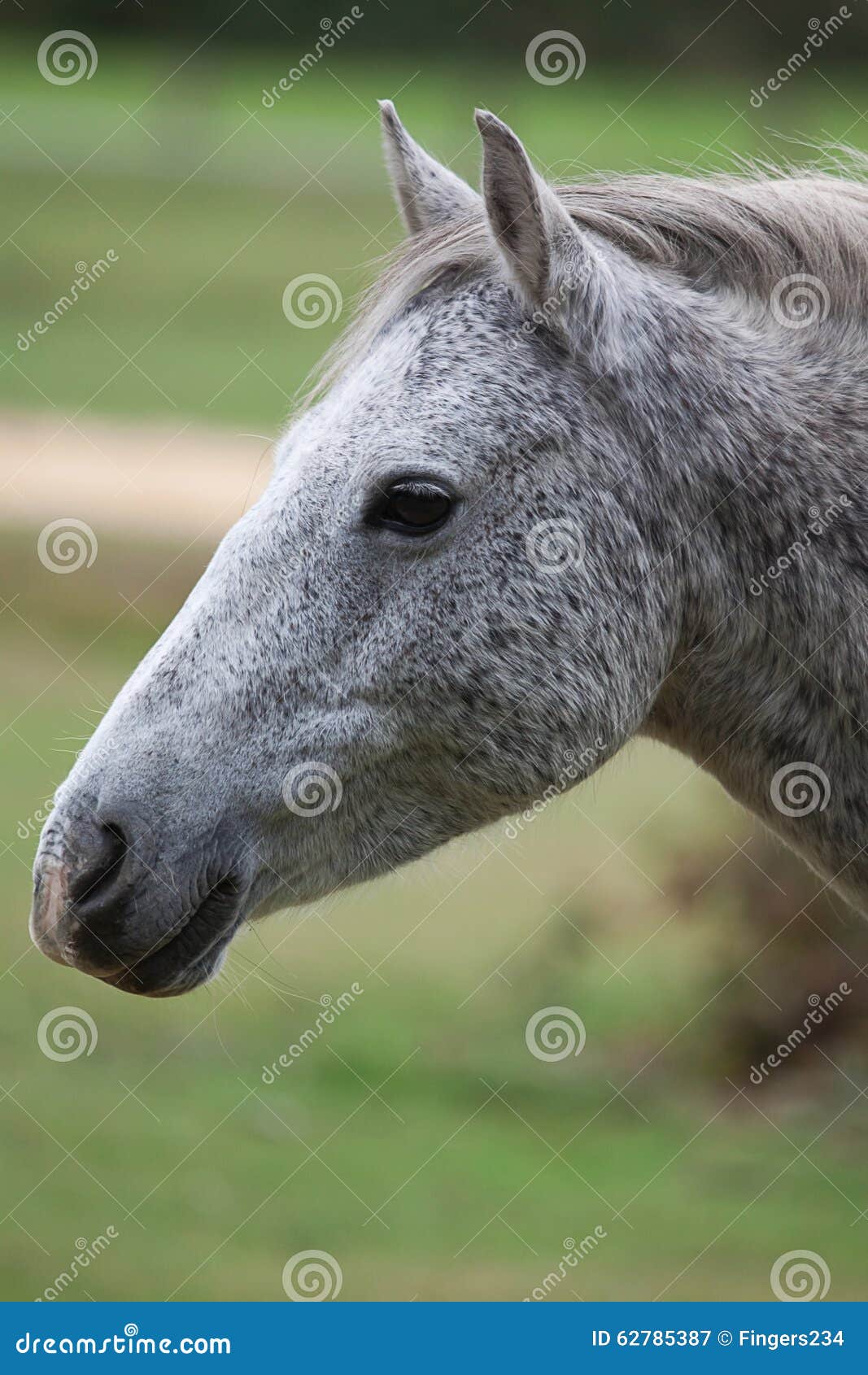 Grey pony portrait stock image. Image of fauna, beautiful - 62785387