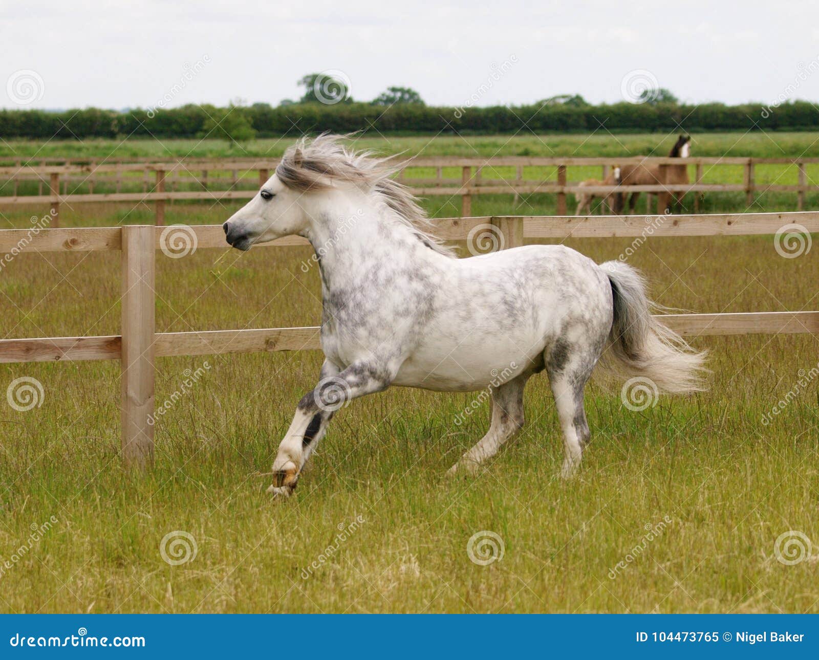 Grey Pony Running imagen de archivo. Imagen de prado - 104473765