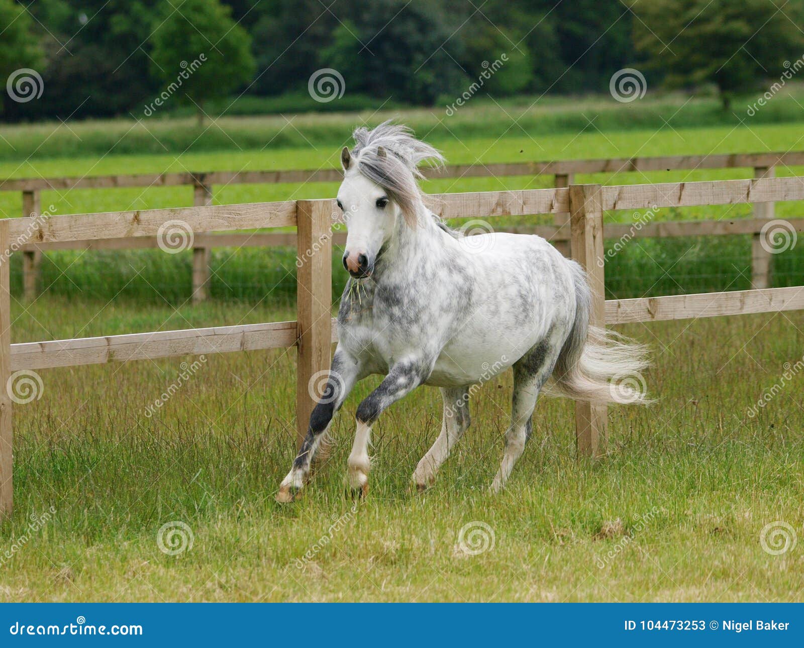 Grey Pony Running stock image. Image of horse, single - 104473253