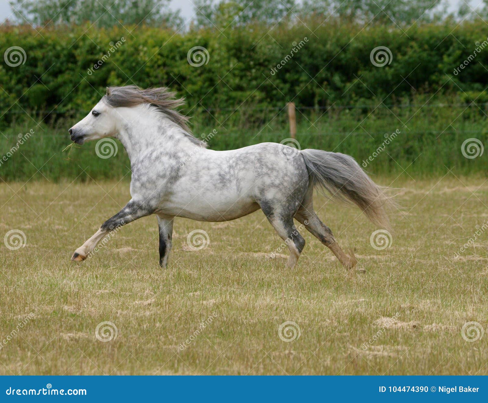 Grey Pony Running stock photo. Image of single, grey - 104474390