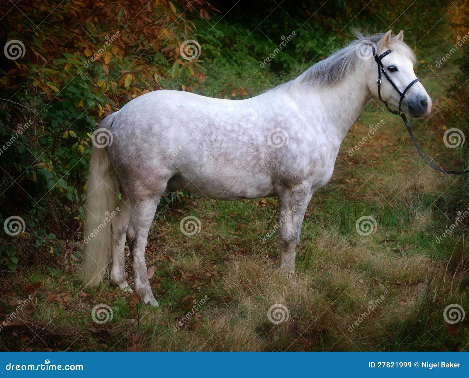 Grey Pony Standing stock image. Image of horse, domestic - 27821999