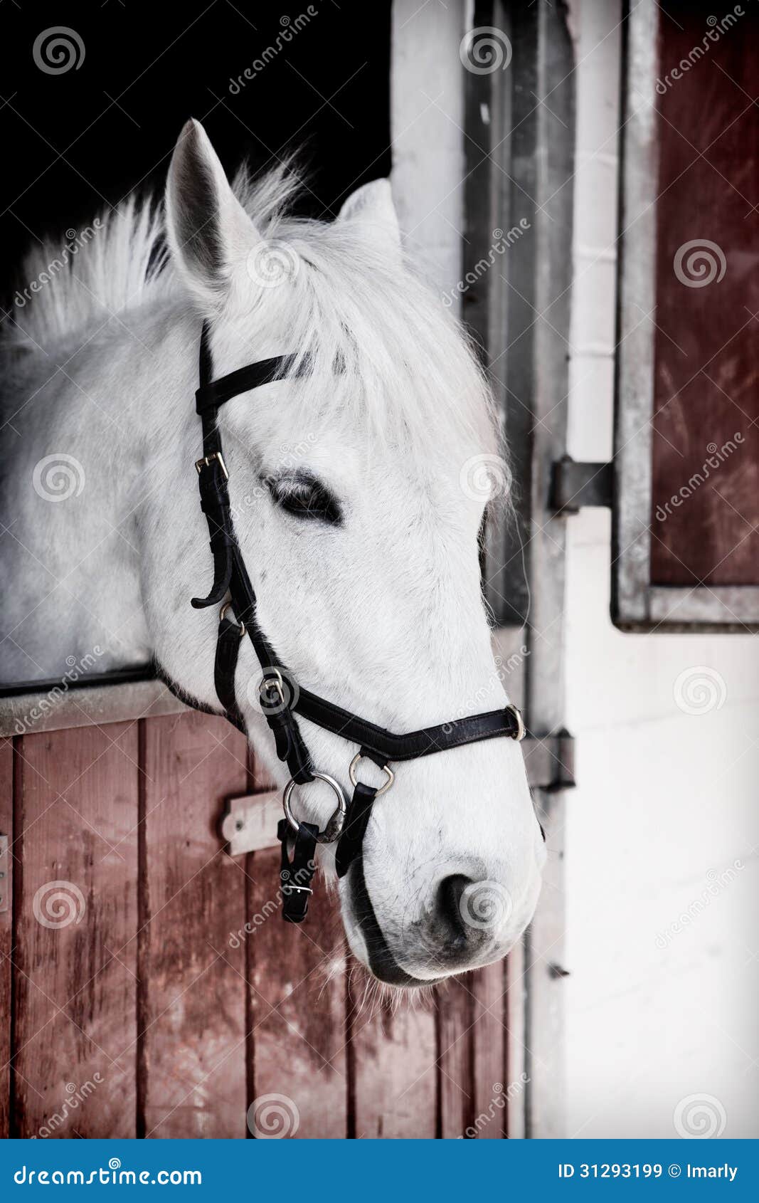 Grey pony 13 years old stock image. Image of stable, domestic - 31293199