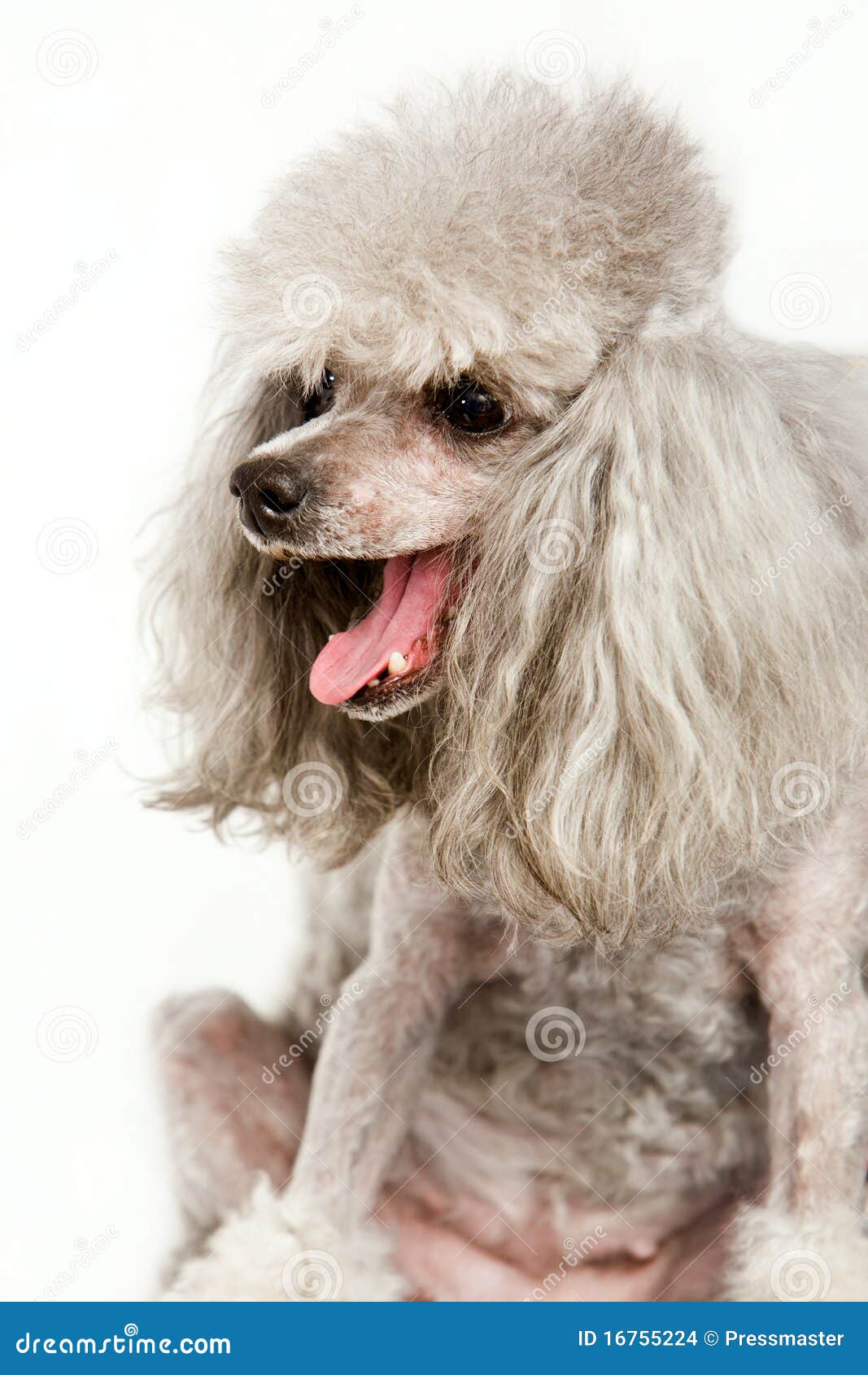 Grey poodle stock photo. Image of fluffy, mammal, animal - 16755224