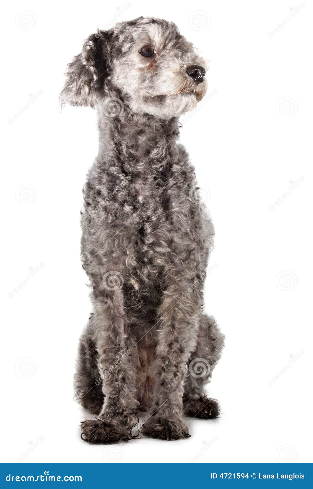 Grey poodle stock photo. Image of canine, cute, grey, slim - 4721594