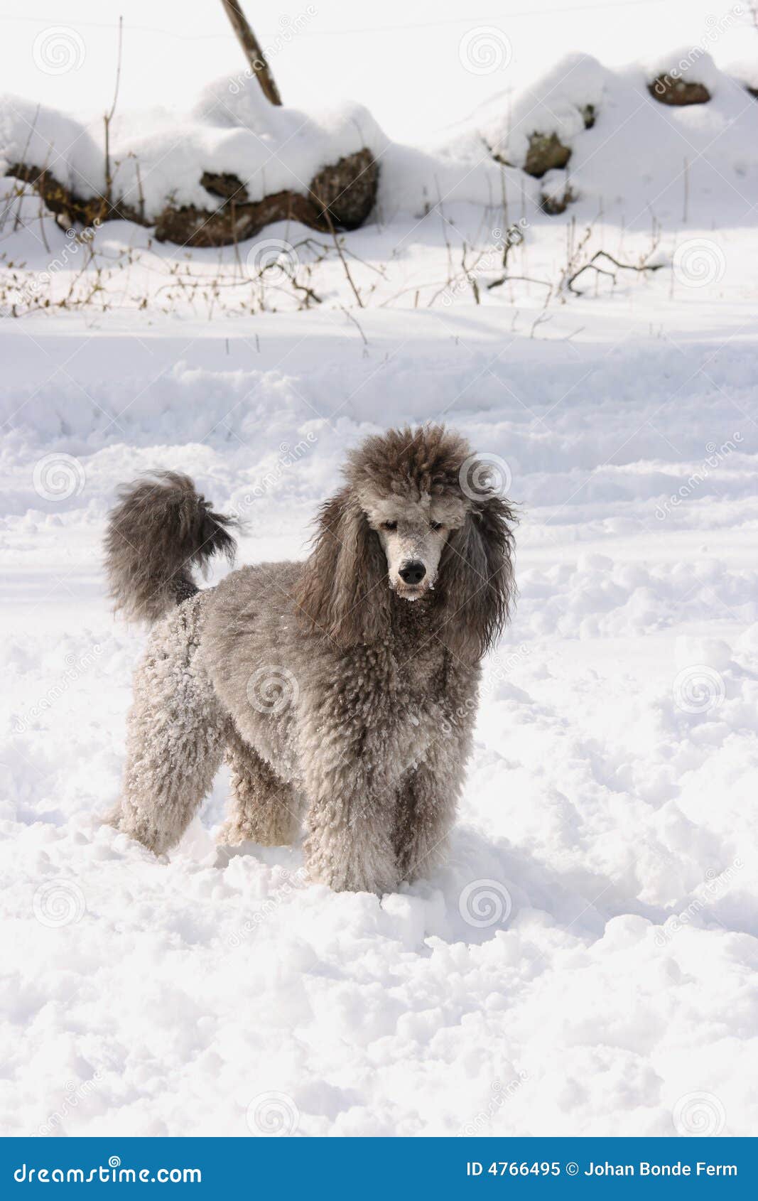 Grey poodle stock image. Image of small, grey, tiny, canine - 4766495