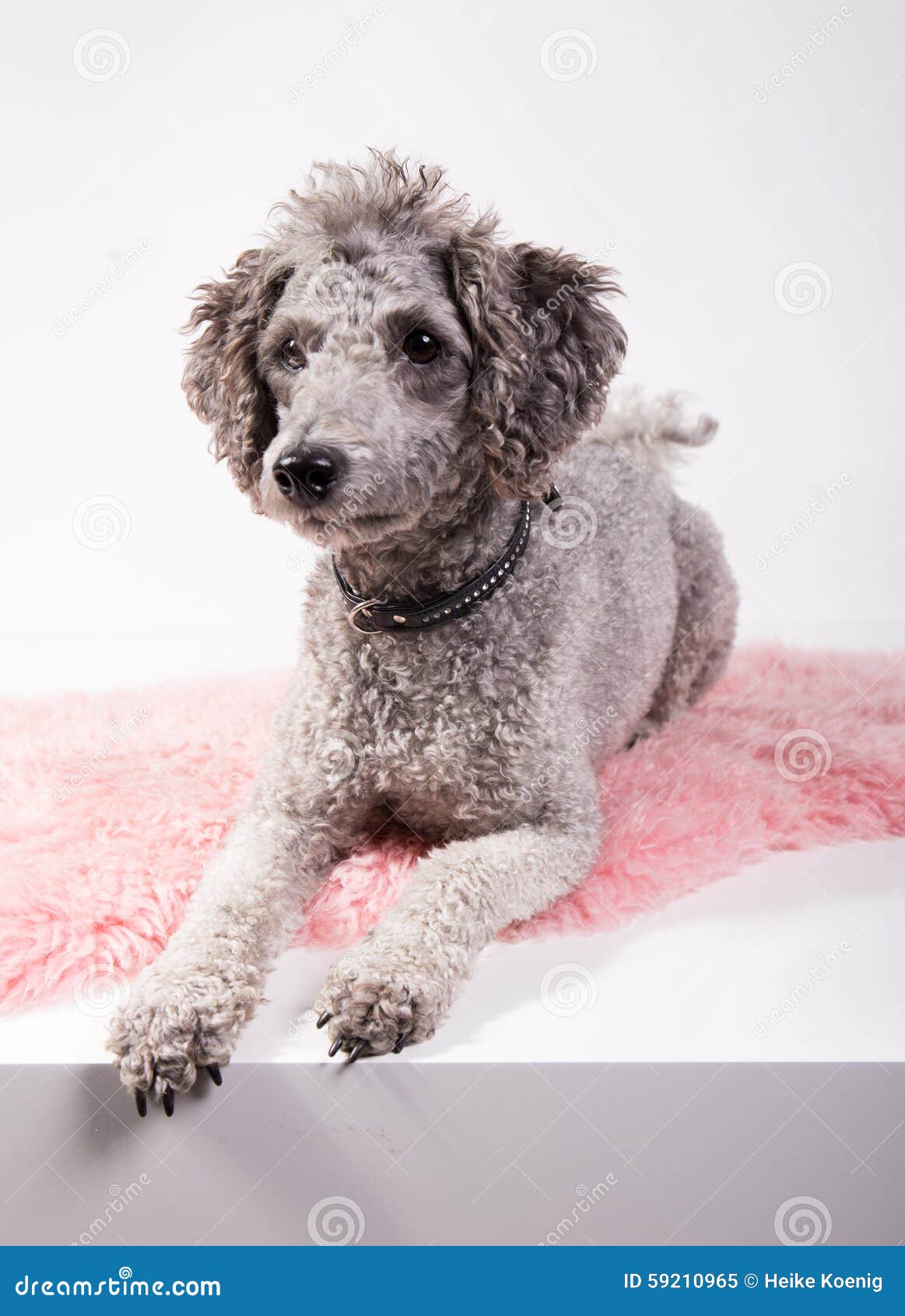 Grey poodle stock image. Image of collar, canine, friend - 59210965