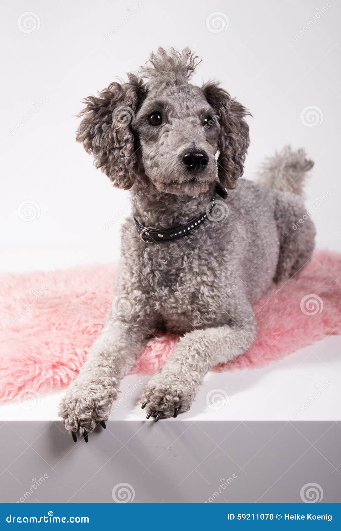 Grey poodle stock photo. Image of cute, domesticated - 59211070