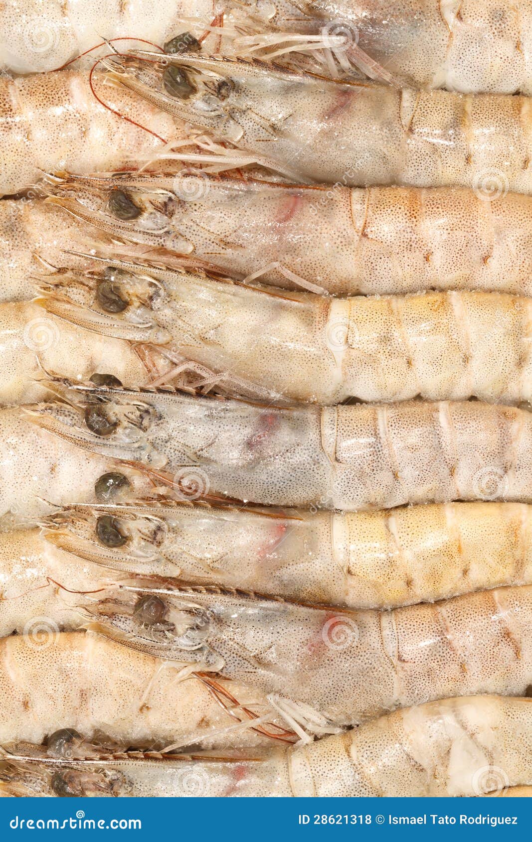 Grey Prawns stock photo. Image of shrimp, ingredient - 28621318