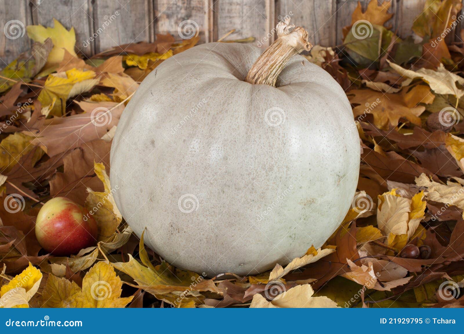 Grey Pumpkin stock image. Image of color, organic, leaves - 21929795