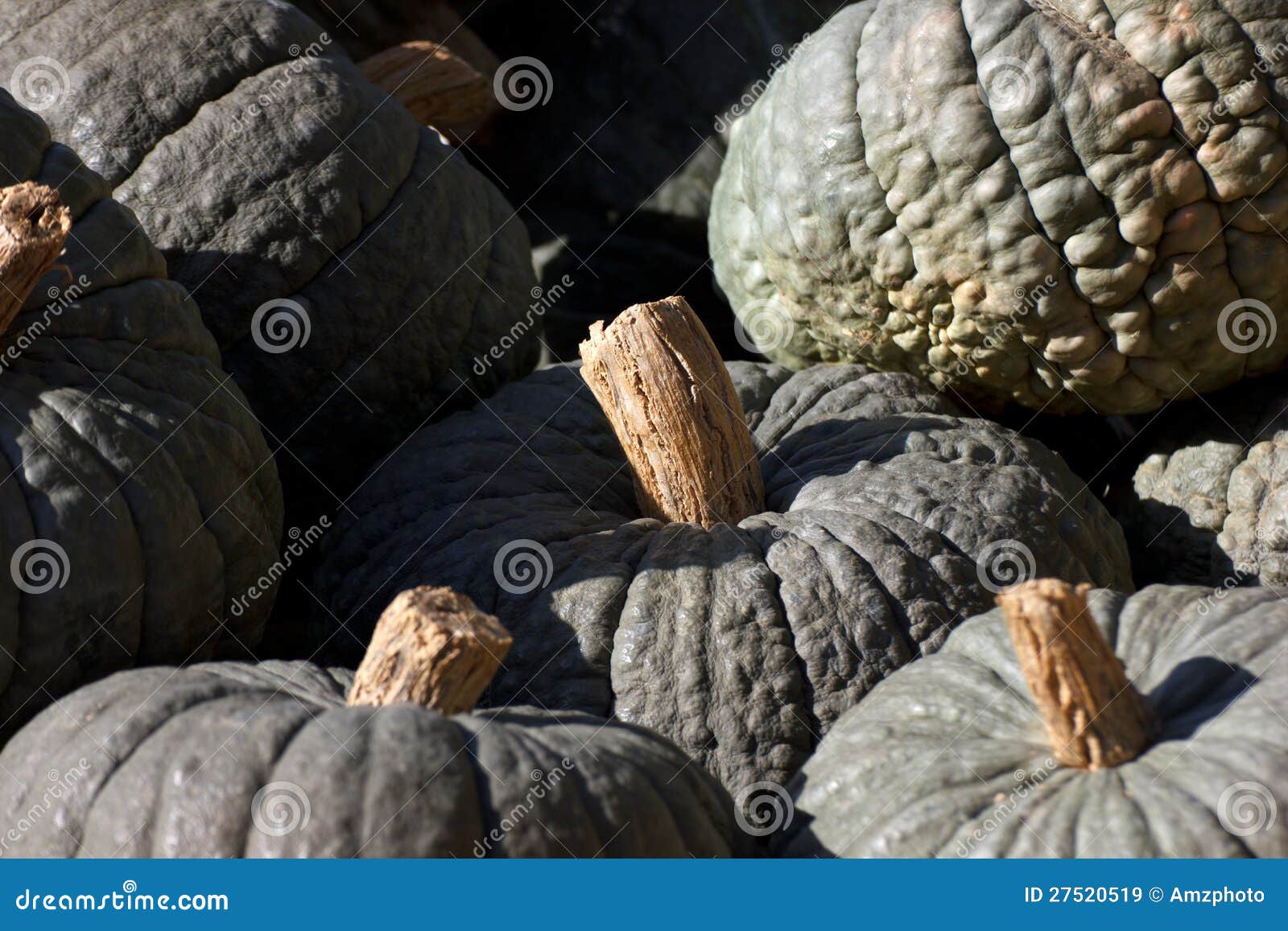 Grey Pumpkins stock image. Image of stem, ribbed, fall - 27520519