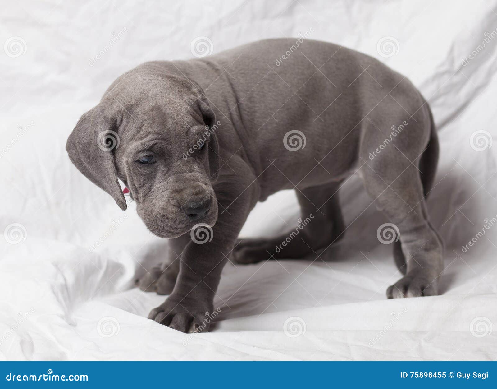 Grey puppy stock image. Image of dane, hair, gray, mouth - 75898455