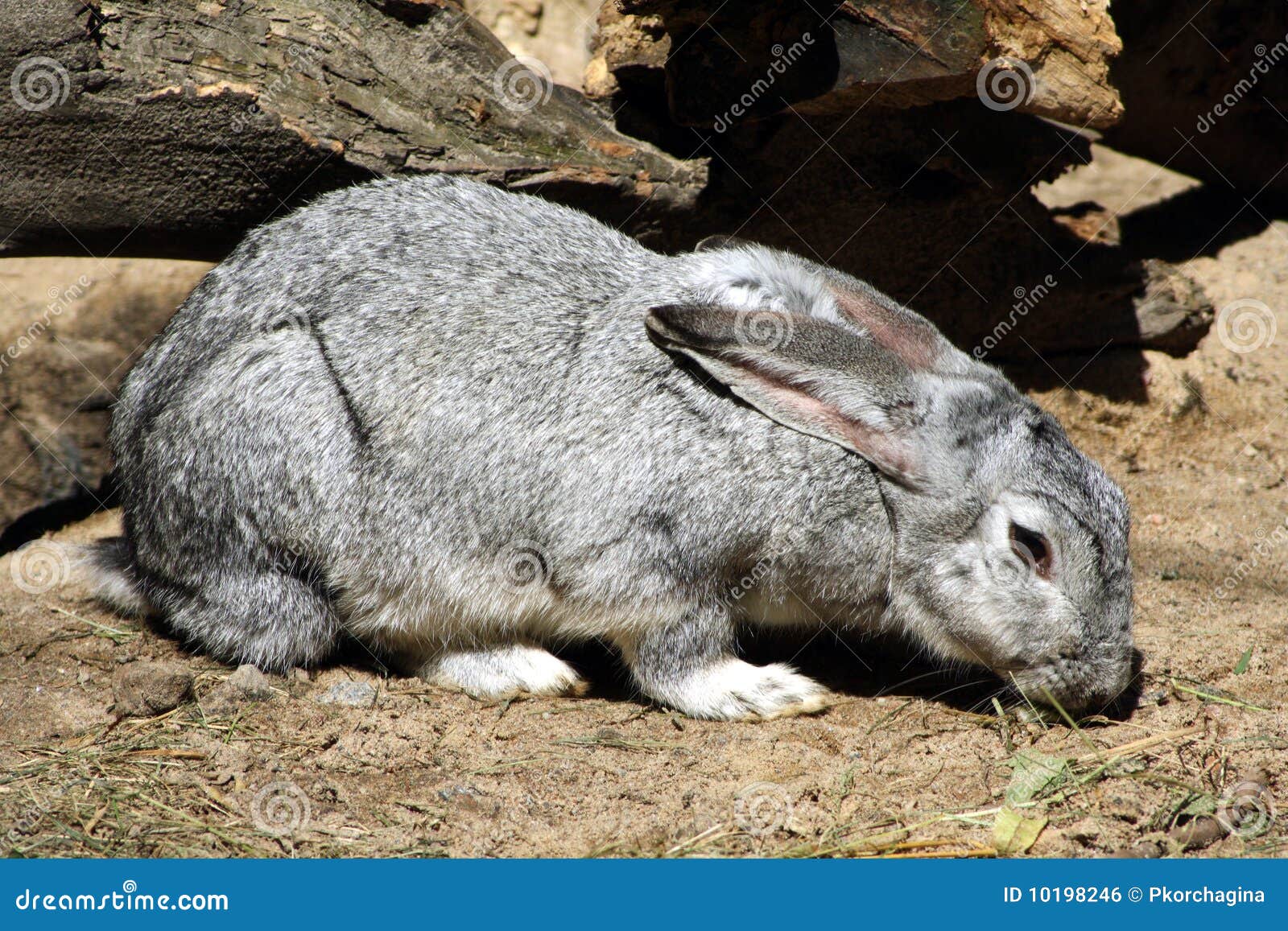 Grey rabbit stock photo. Image of grey, mammal, bunny - 10198246