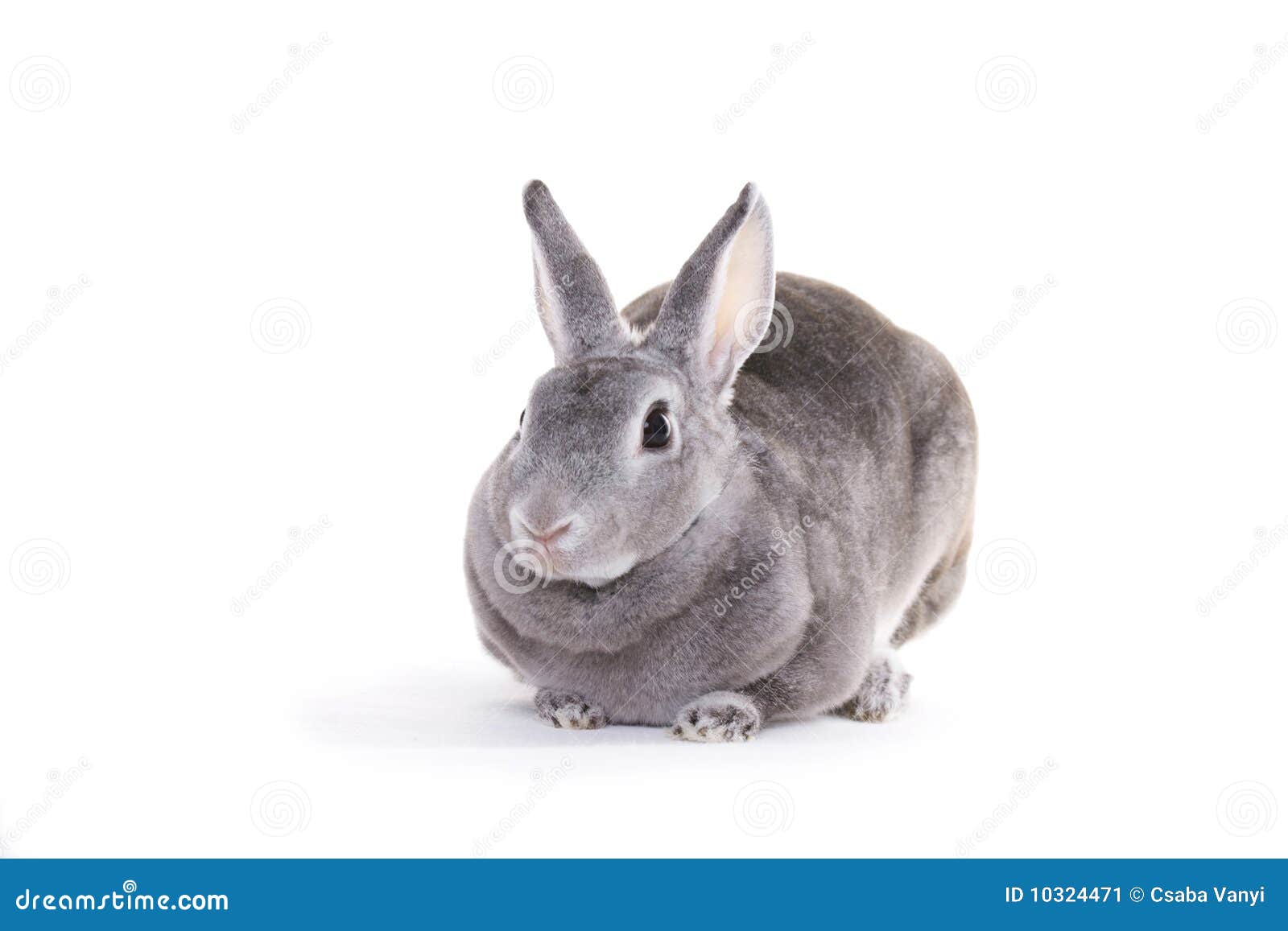 Grey rabbit stock image. Image of bunny, small, isolated - 10324471