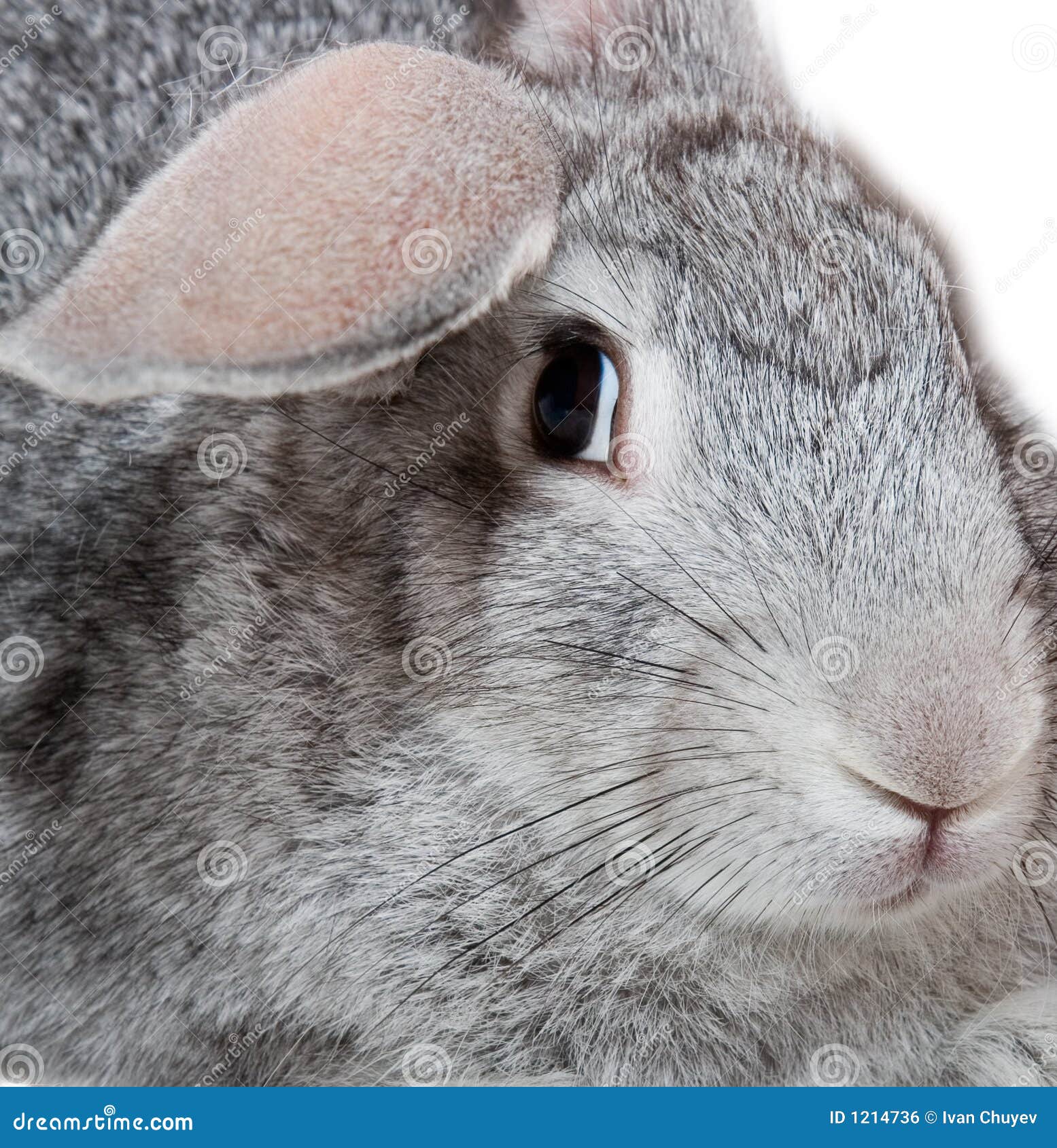 Grey rabbit stock photo. Image of dwarf, animal, fearful - 1214736