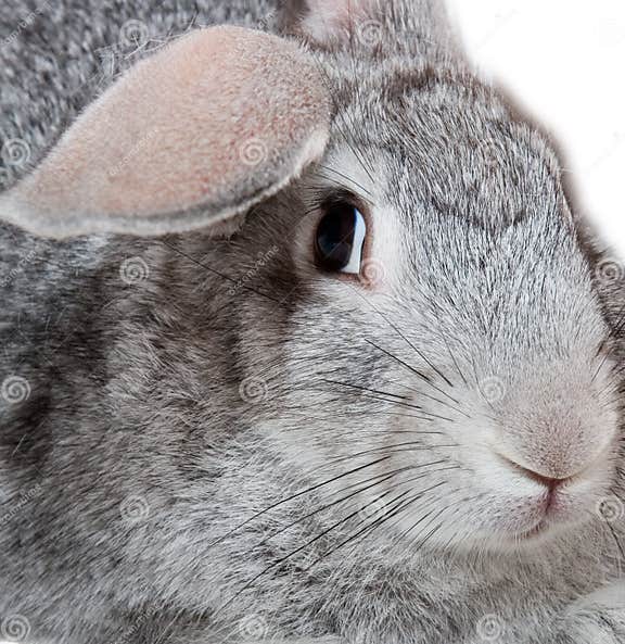 Grey rabbit stock photo. Image of dwarf, animal, fearful - 1214736