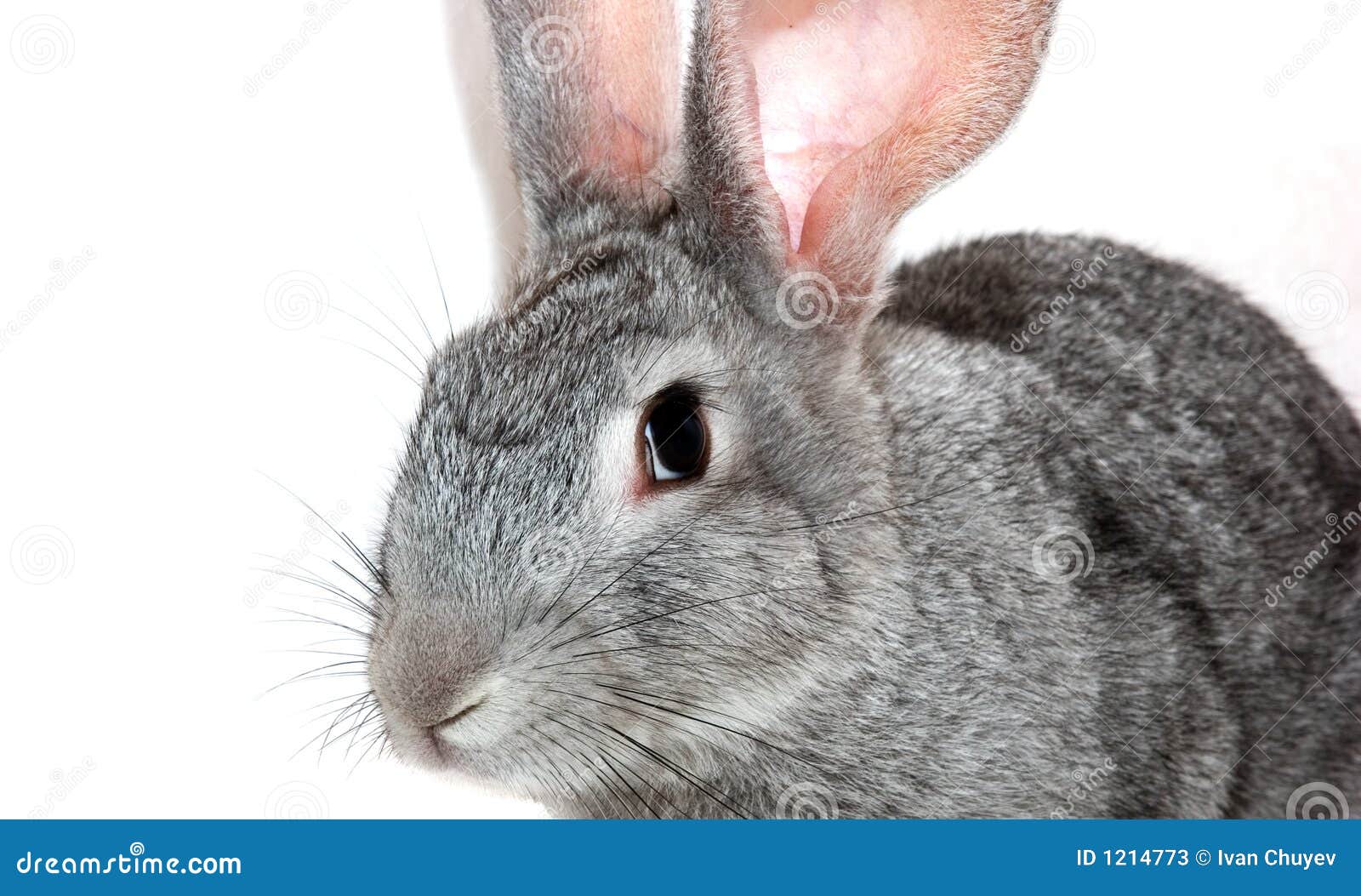 Grey rabbit stock image. Image of easter, buck, adorable - 1214773