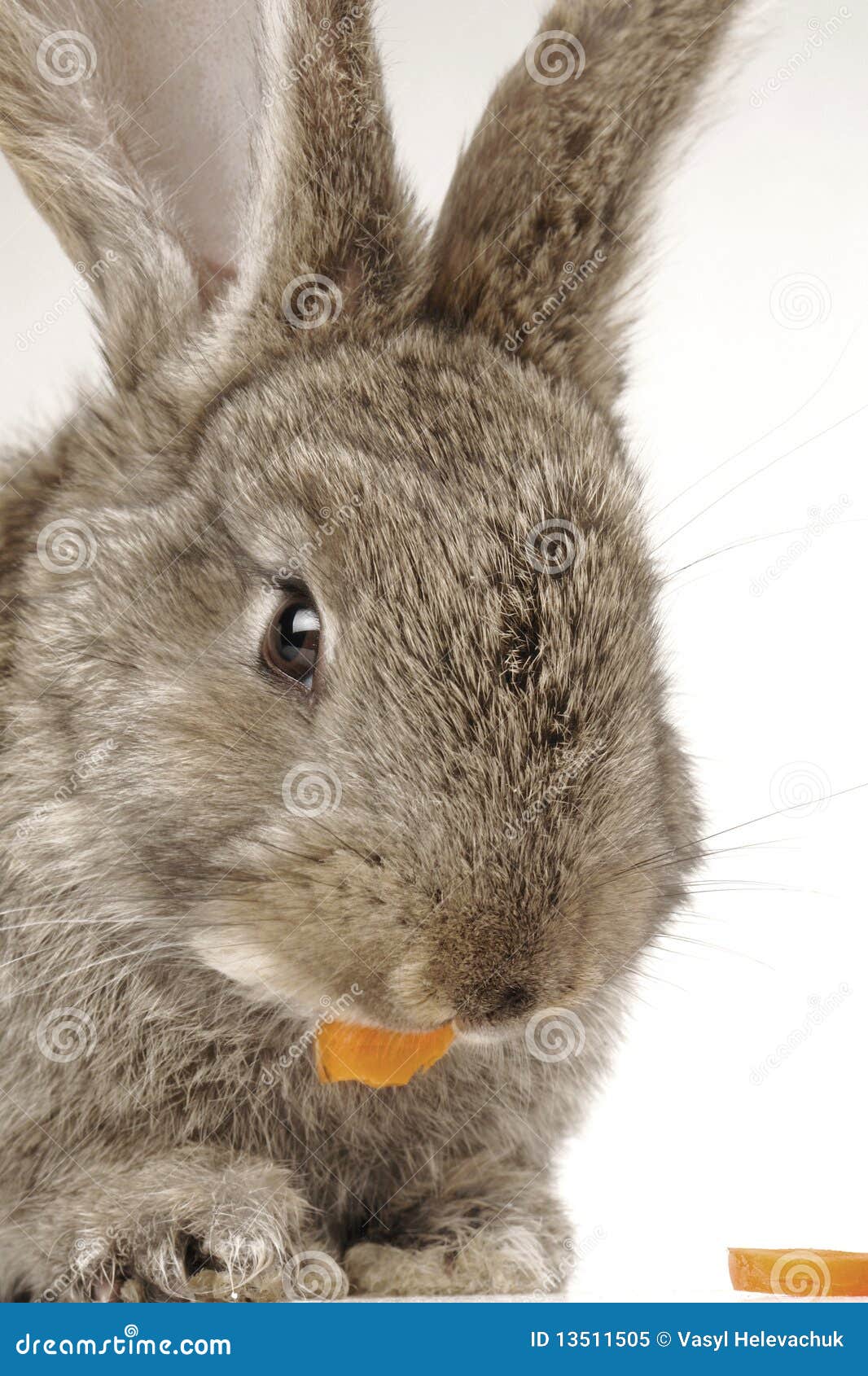 Grey rabbit stock image. Image of fluffy, wildlife, young - 13511505