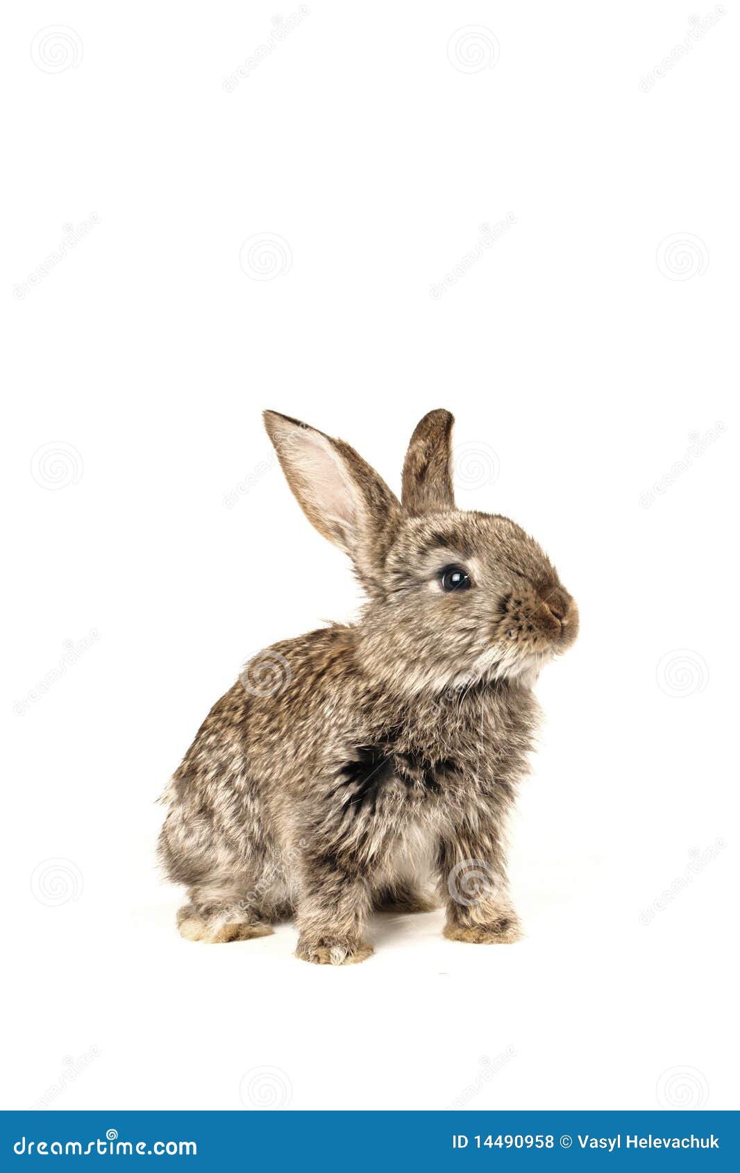 Grey rabbit stock photo. Image of tiny, sweet, bunny - 14490958