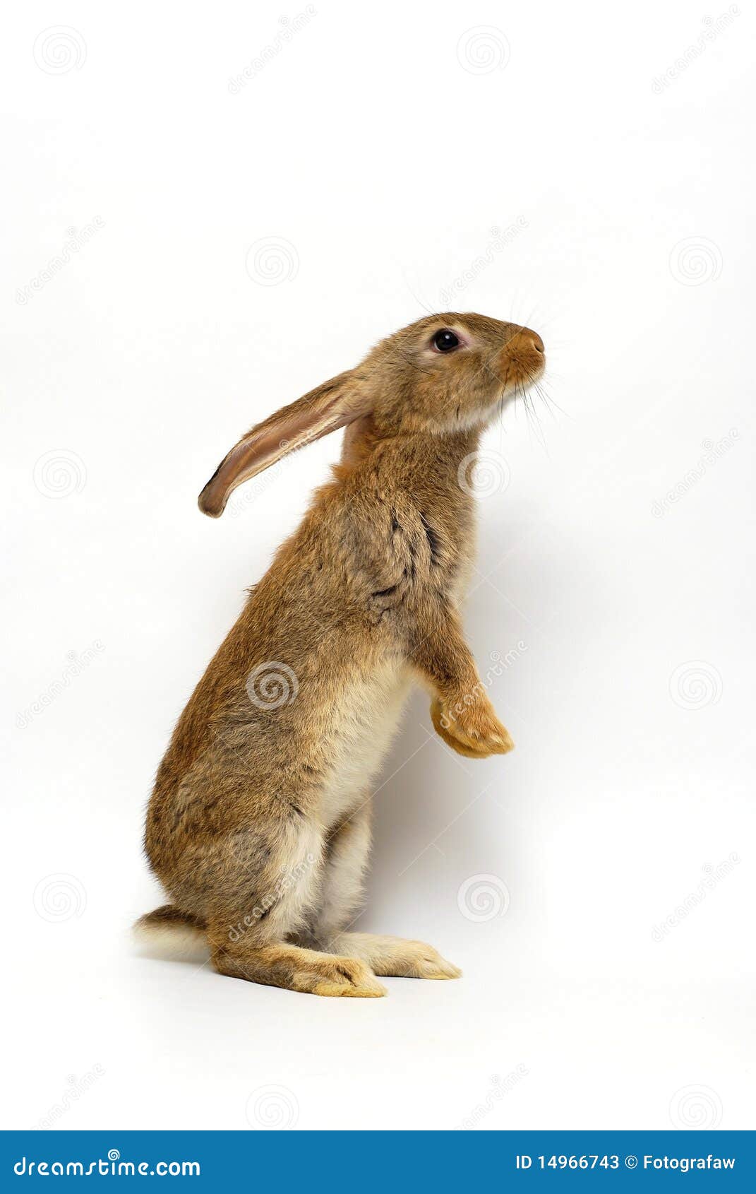 Grey rabbit stock image. Image of healthy, diet, breeding - 14966743