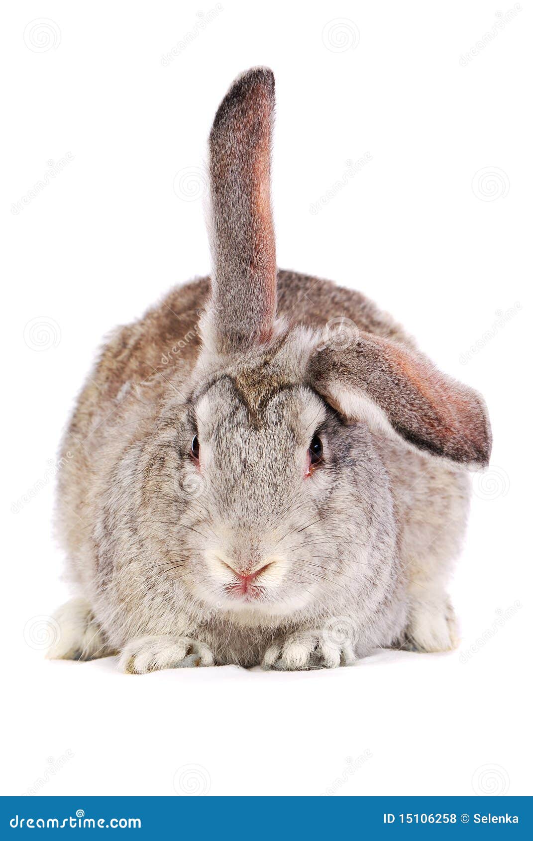 Grey rabbit stock photo. Image of bunny, looking, farm - 15106258