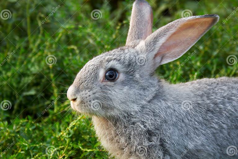 Grey rabbit stock photo. Image of life, ears, easter - 16158924