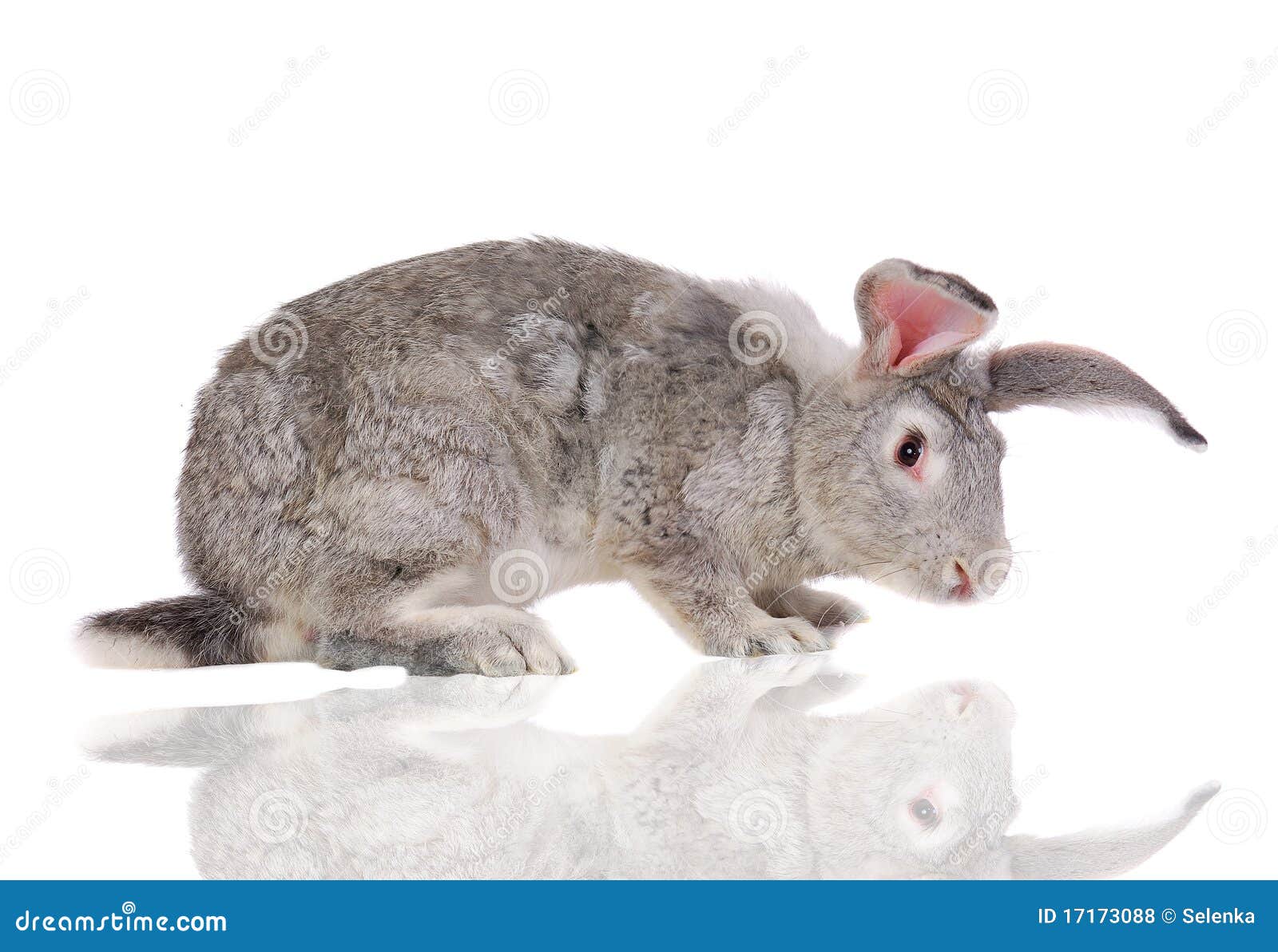 Grey rabbit stock photo. Image of grey, animal, reflection - 17173088