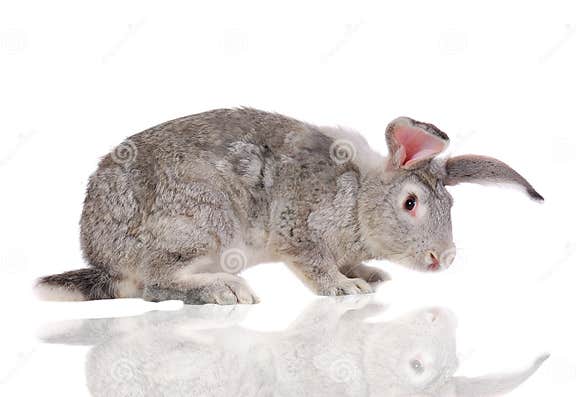Grey rabbit stock photo. Image of grey, animal, reflection - 17173088