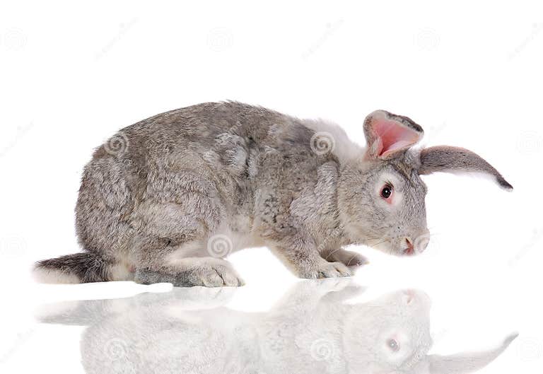 Grey rabbit stock photo. Image of grey, animal, reflection - 17173088