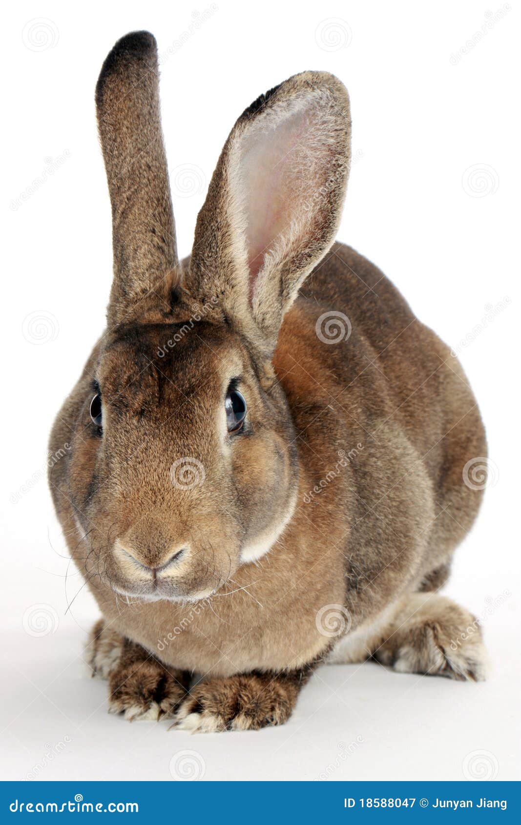 stock image. Image of cute, beauty, hare, young, friendly - 18588047
