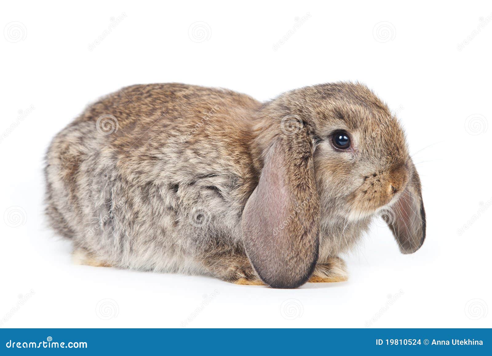 Grey rabbit stock photo. Image of rodent, grey, rabbit - 19810524