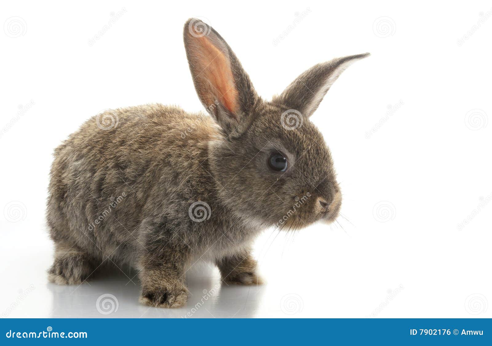 Grey Rabbit stock photo. Image of friendly, fluffy, mammal - 7902176