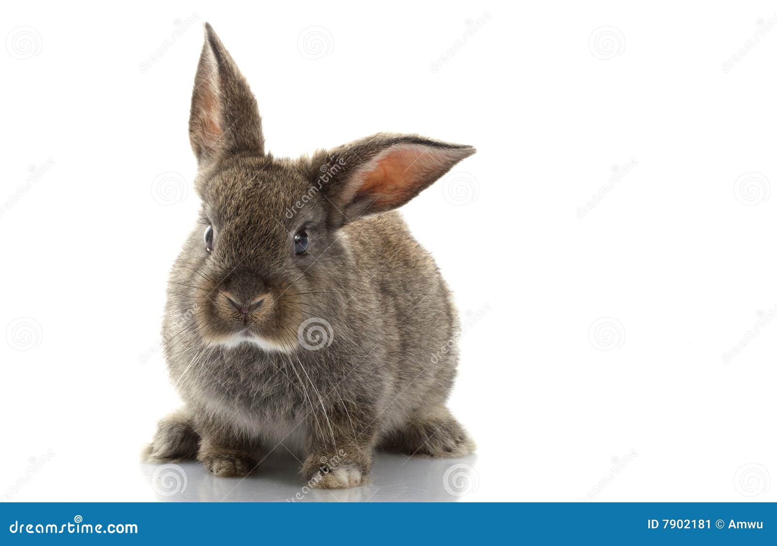 Grey Rabbit stock image. Image of hare, friendly, rabbit - 7902181