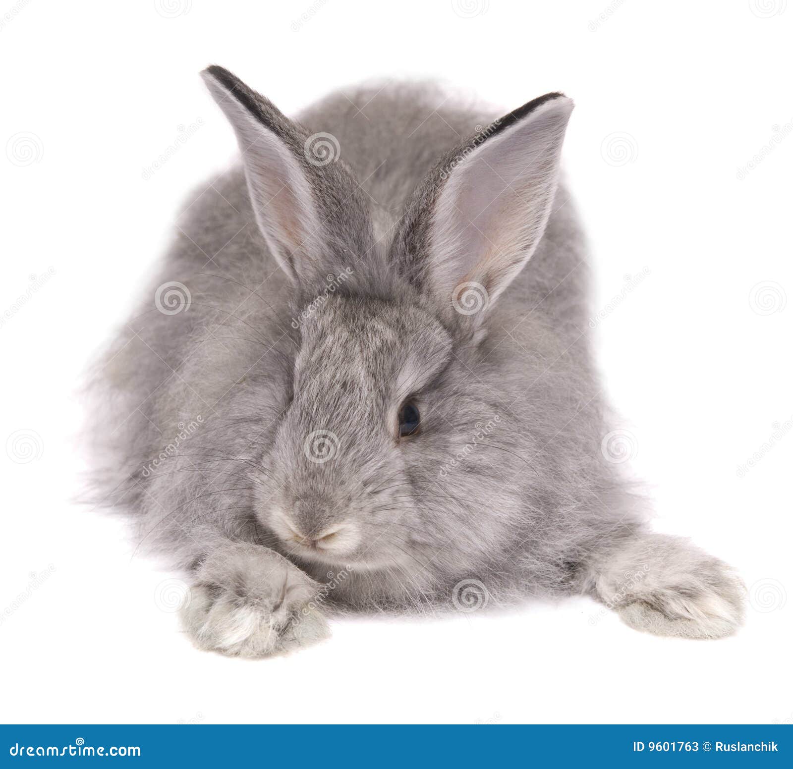Grey rabbit stock image. Image of domestic, clean, pretty - 9601763