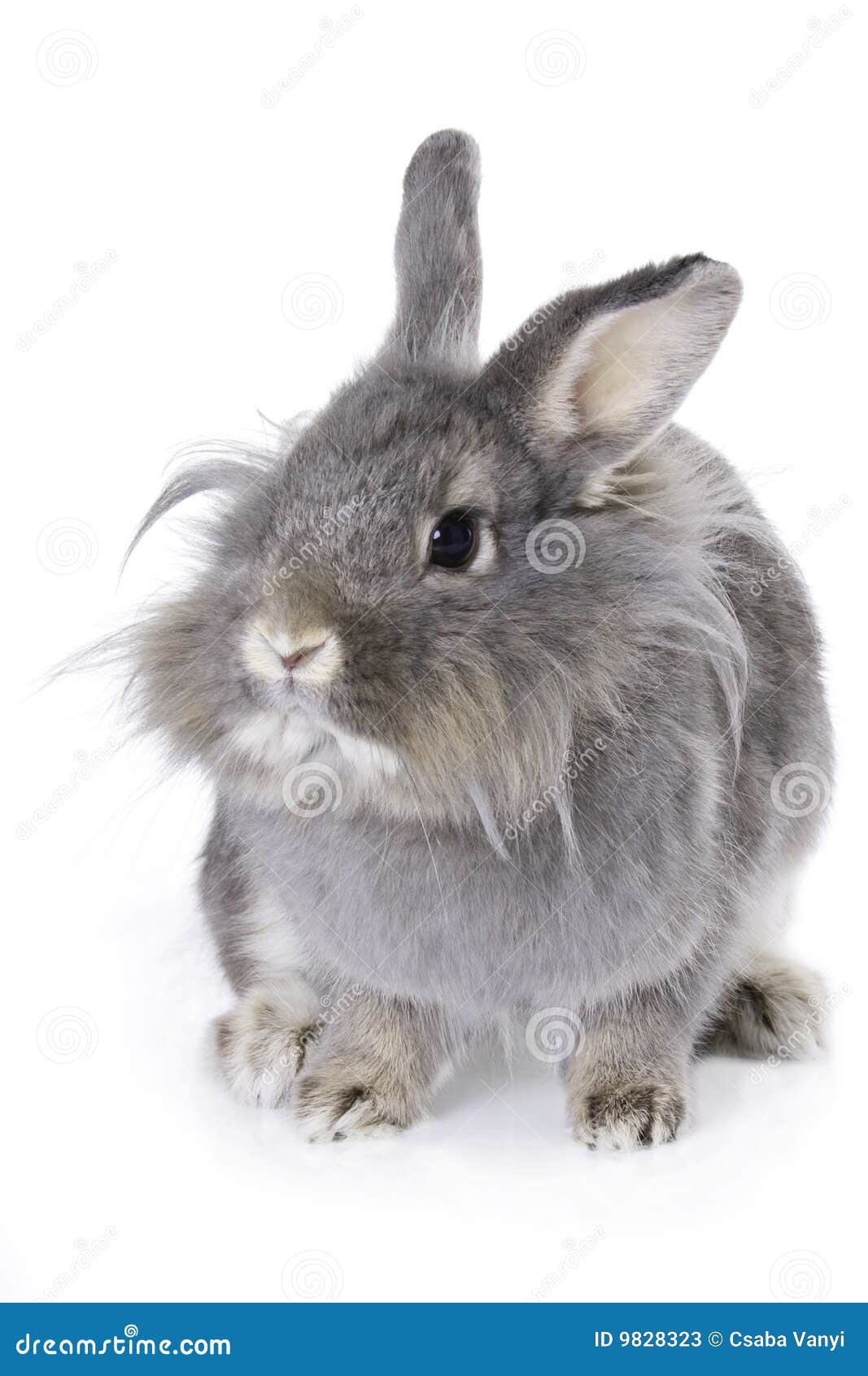 Grey rabbit stock image. Image of brown, looking, orange - 9828323