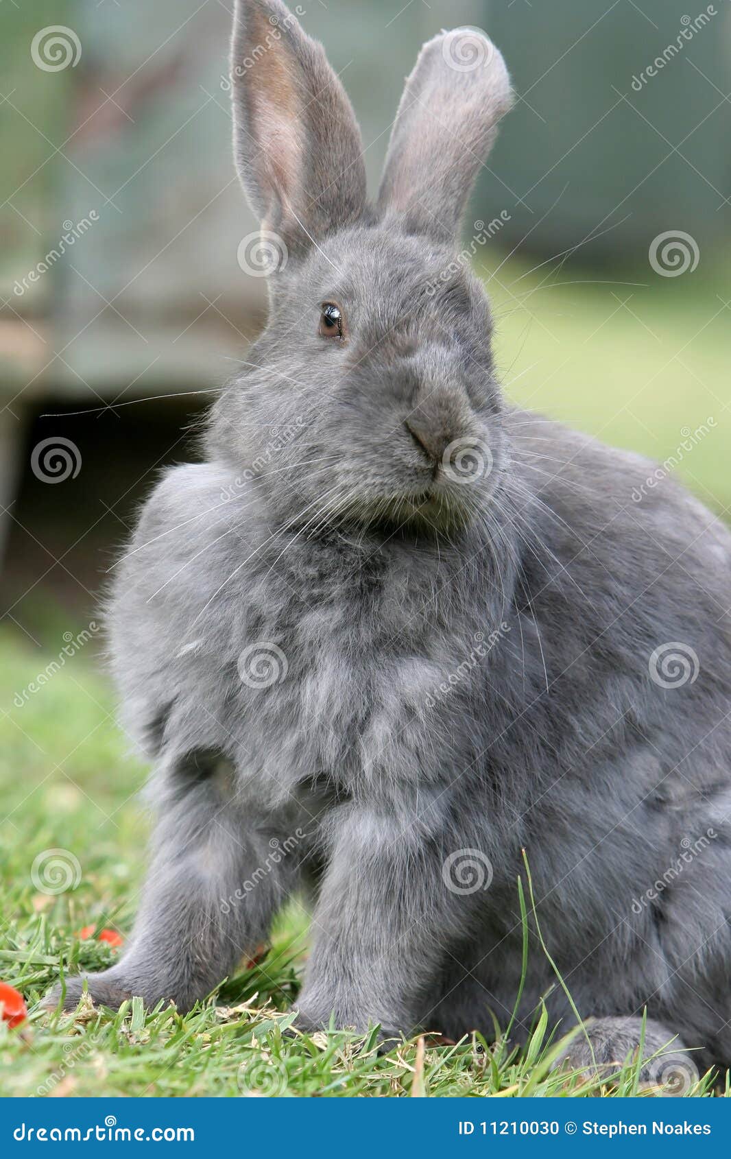 Grey Rabbit Alert stock photo. Image of cute, grey, hare - 11210030