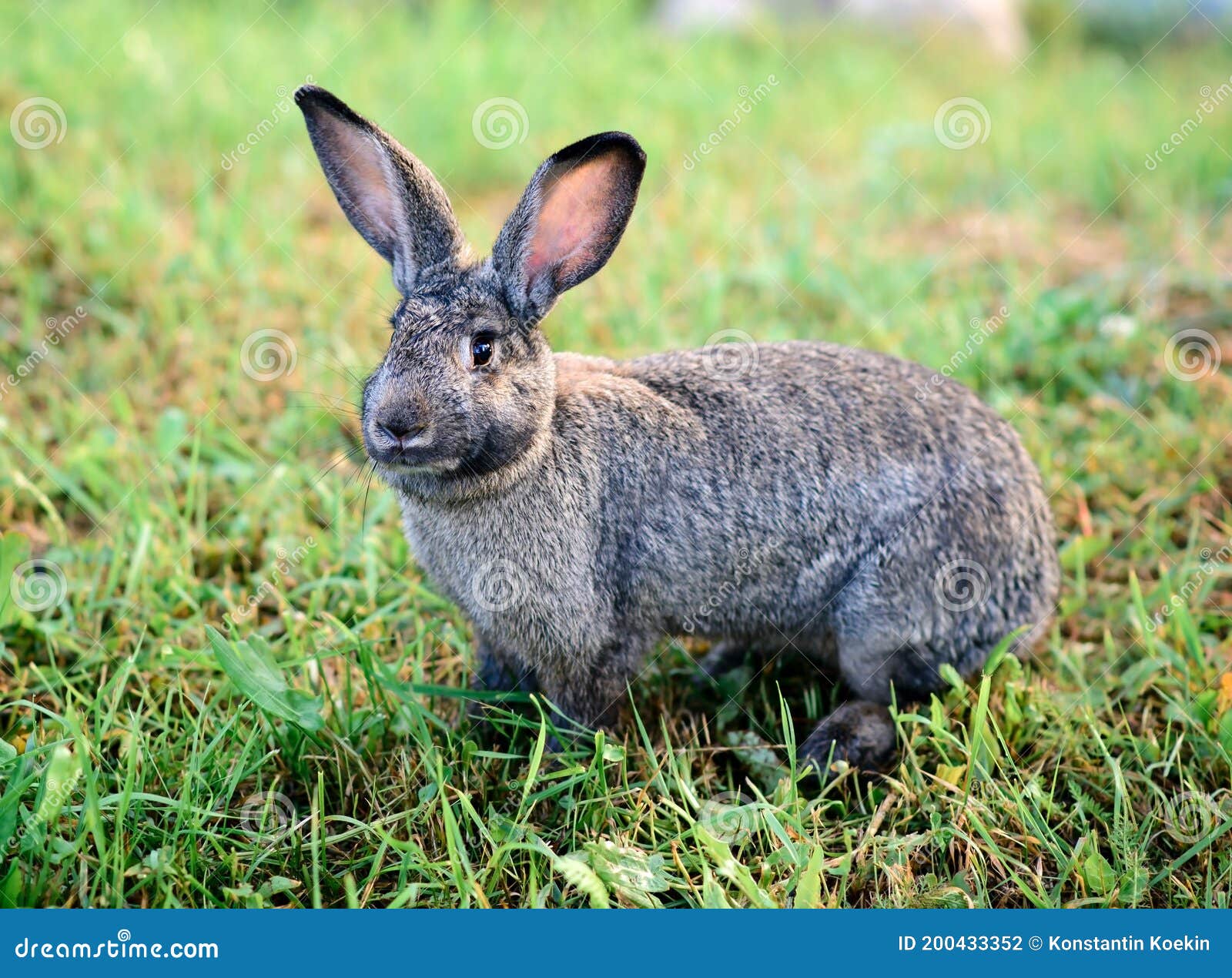 A Grey Rabbit with Big Ears Sits on the Grass Stock Photo - Image of ...