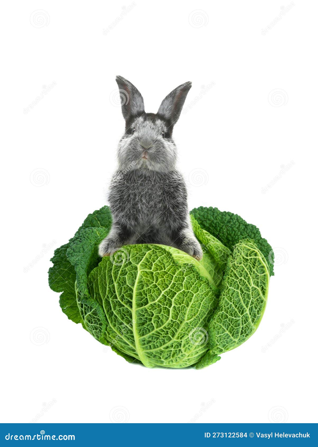 Grey rabbit with cabbage stock photo. Image of delightful - 273122584