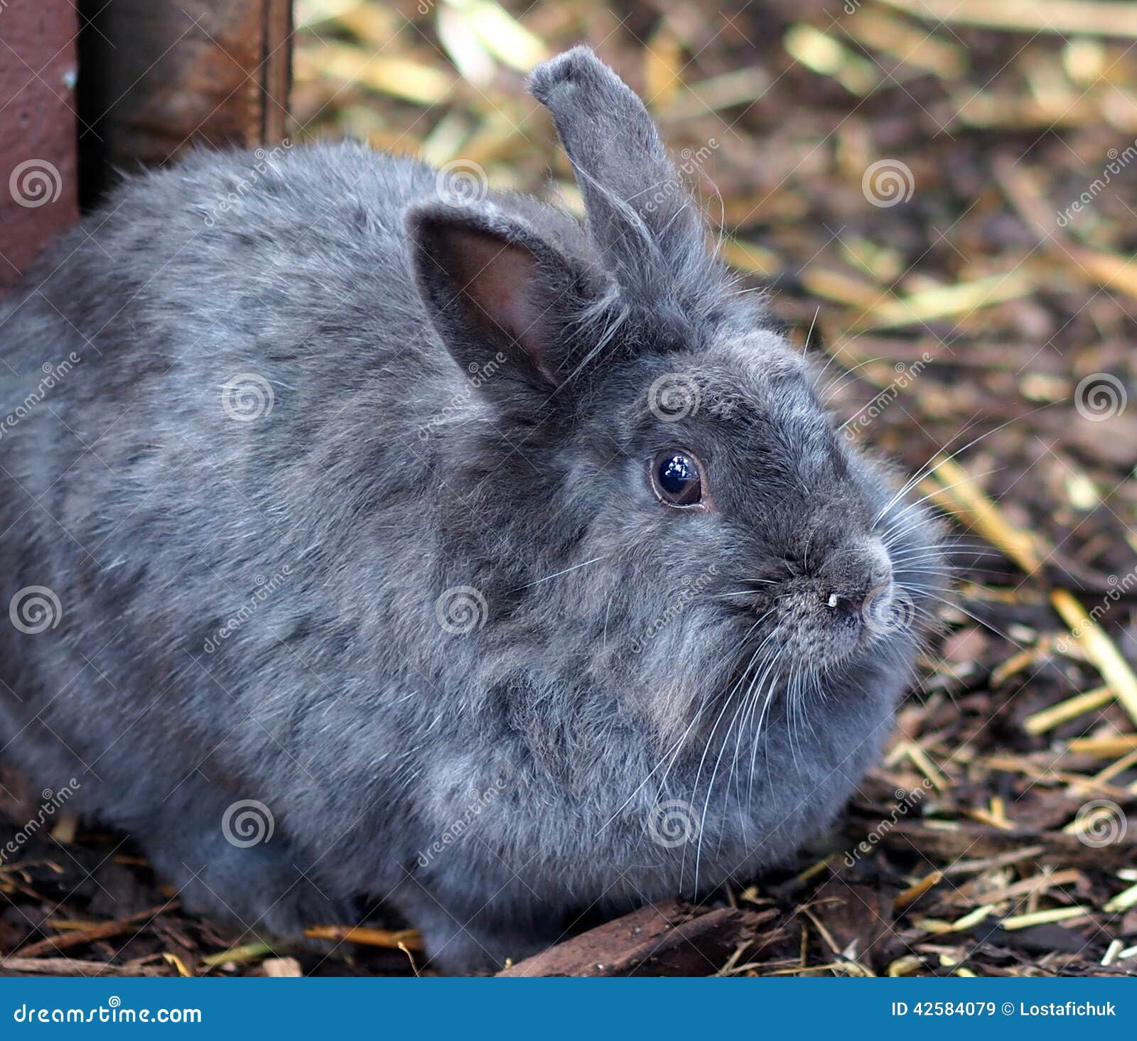 Grey Rabbit stock image. Image of mammal, dark, eyes - 42584079