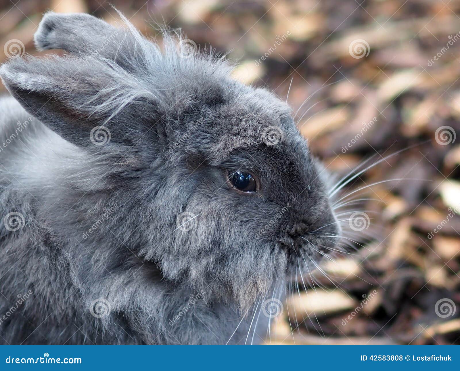 Grey Rabbit stock photo. Image of cute, bunny, domestic - 42583808