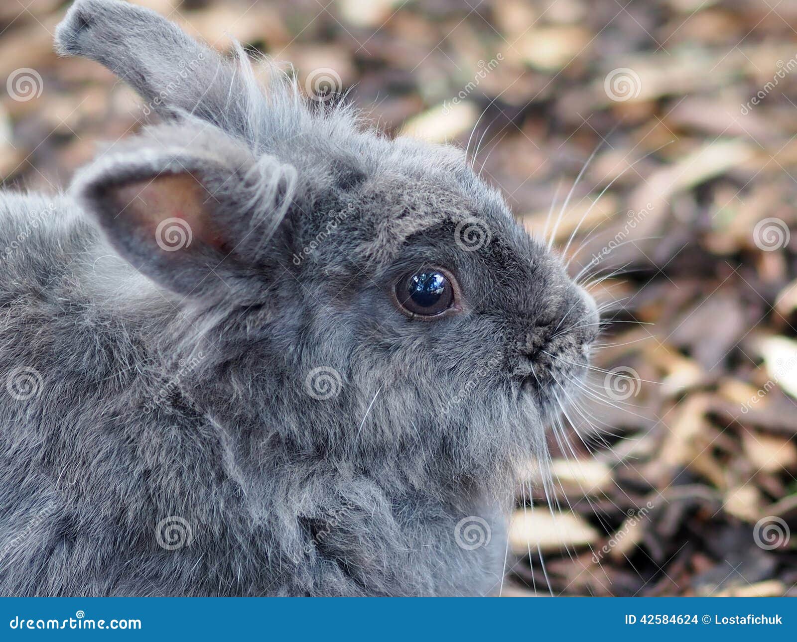Grey Rabbit stock photo. Image of soft, whiskers, bunny - 42584624
