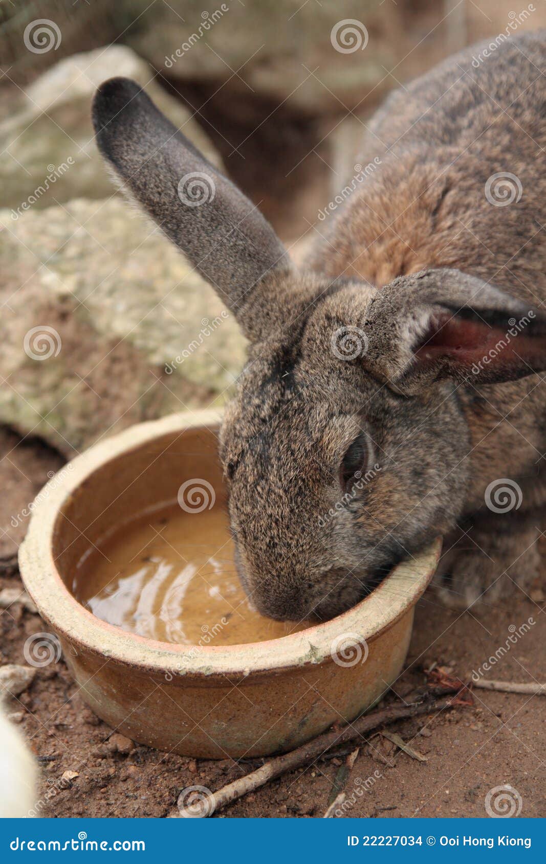 Water Rabbit Stock Image | CartoonDealer.com #102222613