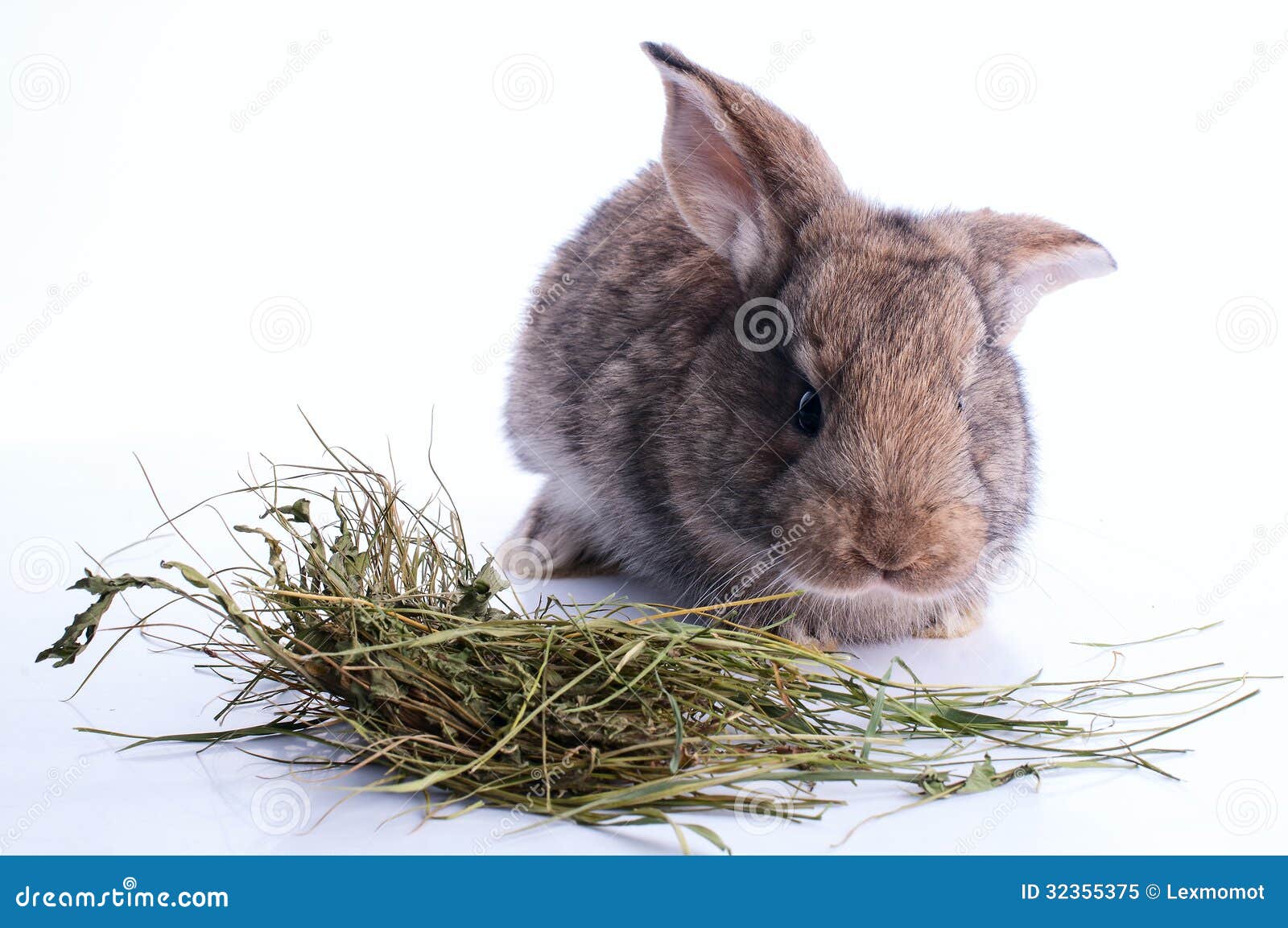 Grey rabbit is eating hay stock image. Image of clean - 32355375